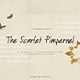 The Scarlet Pimpernel Handwritten Script, Fonts | GraphicRiver